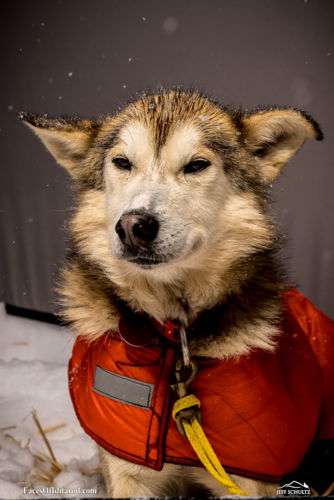 Tok - Faces of Iditarod